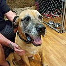 Mastiff Puppies - English Mastiff Puppies and Rescue