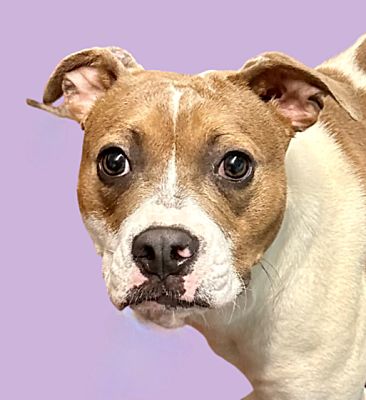 Jackson, GA - Boxer. Meet Kaylan a Pet for Adoption - AdoptaPet.com