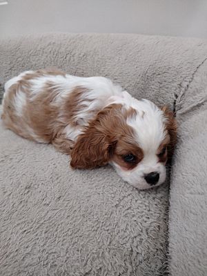 Warren, OH - Cavalier King Charles Spaniel. Meet Jake a Pet for Adoption - AdoptaPet.com
