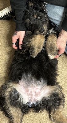 Waverly, NY - Alaskan Malamute/Poodle (Standard). Meet Dolly a Pet for ...