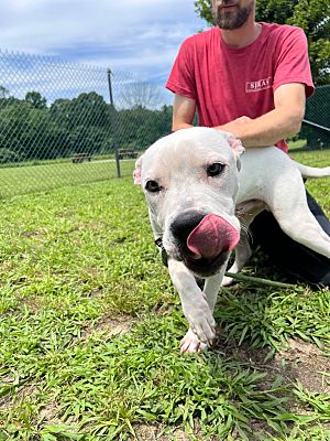 Vineland, NJ - American Bulldog. Meet PJ a Pet for Adoption - AdoptaPet.com