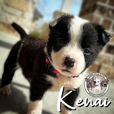 Bellingham, WA - Australian Shepherd. Meet Kenai Park a Pet for Adoption - AdoptaPet.com