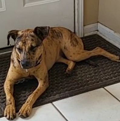 Houston, TX - Catahoula Leopard Dog/Labrador Retriever. Meet Scooby a ...