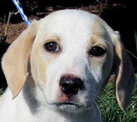 Frederick, MD - Pointer/Dachshund. Meet Shay a Pet for Adoption ...