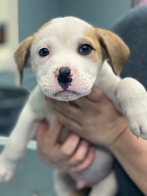 Danielsville, GA - Great Pyrenees/Boxer. Meet Barrow a Pet for Adoption ...