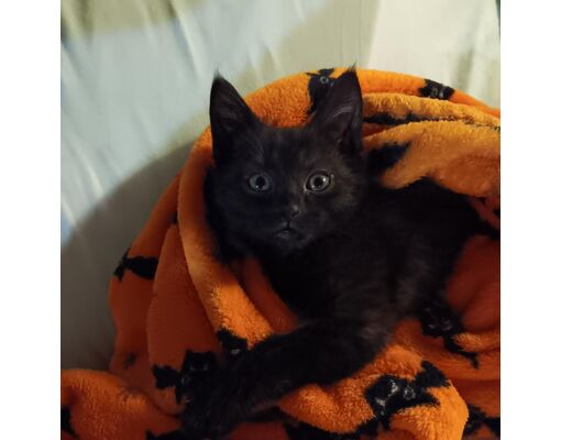 Springfield, OH - Domestic Shorthair. Meet Noodle a Pet for Adoption ...