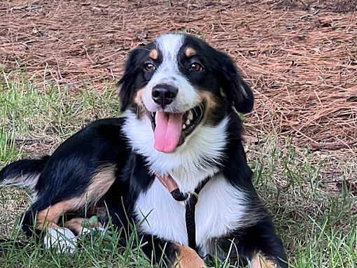 Charlotte, NC - Australian Shepherd. Meet Aleister a Pet for Adoption ...