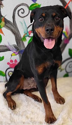 Brookhaven, MS - Rottweiler. Meet Cheyenne 24 a Pet for Adoption ...