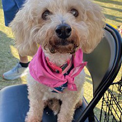 Poodle (Miniature) Adoption: Poodle (Miniature) Puppies for Sale and ...