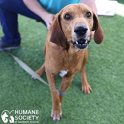 Tucson, AZ - Coonhound (Unknown Type). Meet MR. BOOMER a Pet for ...