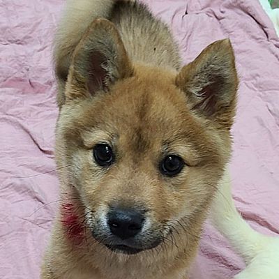 Los Angeles, CA - Jindo/Spitz (Unknown Type, Medium). Meet Ned a Pet ...