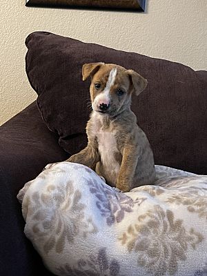 Phoenix, AZ - Boxer/Basenji. Meet Molly May a Pet for Adoption ...