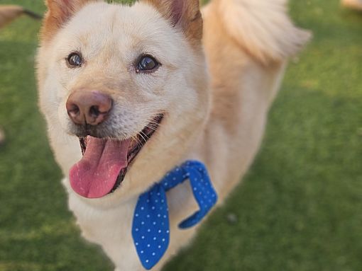 Seattle, WA - Jindo/Corgi. Meet Dash a Pet for Adoption - AdoptaPet.com
