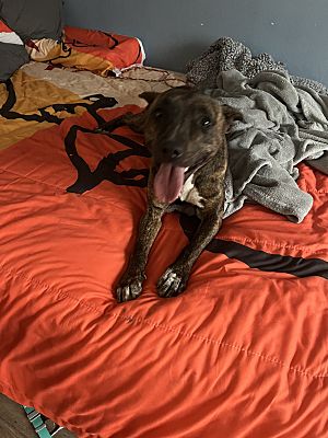 Kerrville, TX - Catahoula Leopard Dog. Meet Harley a Pet for Adoption ...