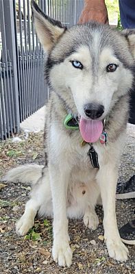Hartford, CT - Husky. Meet Beau a Pet for Adoption - AdoptaPet.com