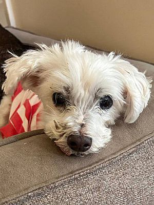 Williamsburg, VA - Maltese. Meet Skeeter a Pet for Adoption - AdoptaPet.com