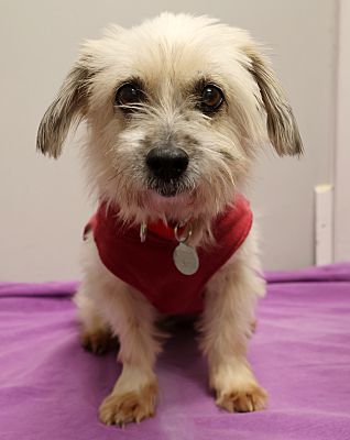 Harrison, NY - Havanese. Meet Cristie a Pet for Adoption - AdoptaPet.com