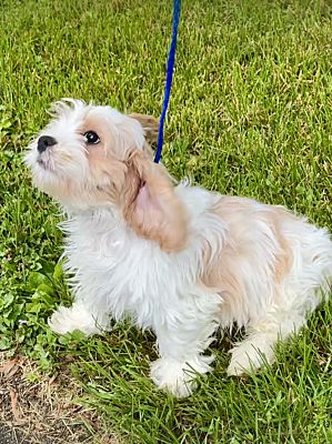 Yorkville, IL - American Cocker Spaniel/Lhasa Apso. Meet Asher a Pet ...
