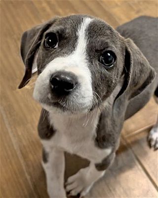 Little Compton, RI - Beagle/Weimaraner. Meet Reese a Pet for Adoption ...
