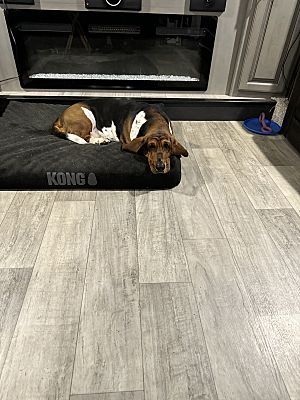 Fingal, ON - Basset Hound. Meet Molly a Pet for Adoption - AdoptaPet.com