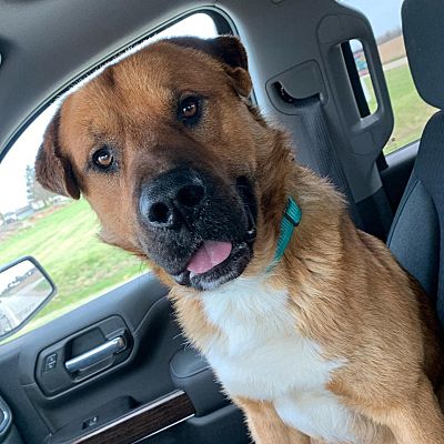 Adrian, MI - Rhodesian Ridgeback/Mutt. Meet Lucky a Pet for Adoption ...