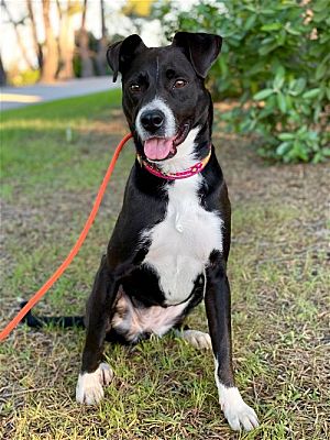 Santa Monica, CA - Boxer/Border Collie. Meet Yuli a Pet for Adoption ...