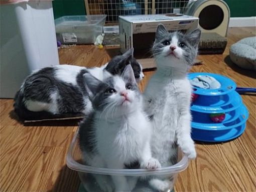 Battle Ground, WA - Domestic Shorthair. Meet CeCe Cooper a Pet for ...