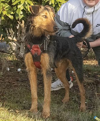 Arlington, WA - Airedale Terrier/Border Collie. Meet Kobe a Pet for ...