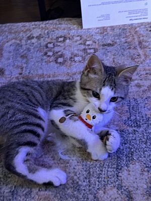 Rochester, NY - Tabby. Meet Oslo a Pet for Adoption - AdoptaPet.com