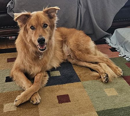 Salt Lake City, UT - Shepherd (Unknown Type)/Labrador Retriever. Meet ...