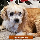 Cocker Spaniel Puppies - Rescue and Adoption Near You