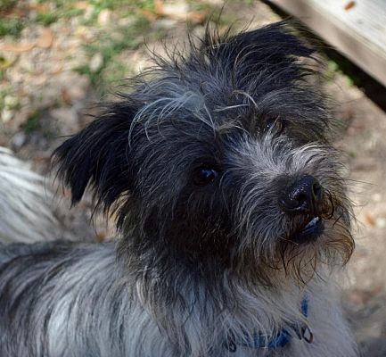 Portland, OR - Cairn Terrier/Poodle (Miniature). Meet Hairy Potter a ...