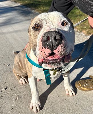 North Olmsted, OH - American Bulldog/American Pit Bull Terrier. Meet ...