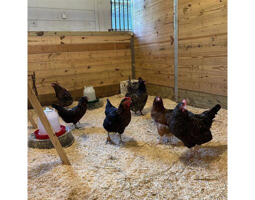 Methuen, MA - Chicken. Meet MAROON a Pet for Adoption - AdoptaPet.com