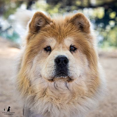 Tucson, AZ - Chow Chow. Meet SIMBA a Pet for Adoption - AdoptaPet.com