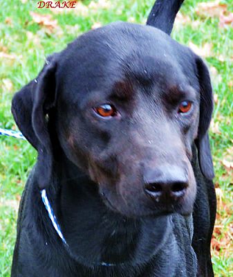 Yorktown, VA - Labrador Retriever. Meet Drake a Pet for Adoption ...