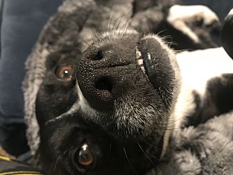 Adopt A Pet | PetSmart Charities