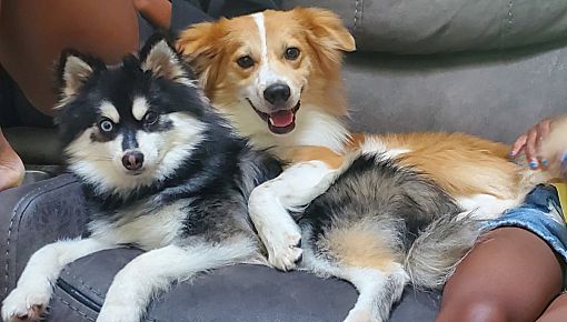 Norfolk, VA - American Eskimo Dog/Australian Shepherd. Meet Dantaye a ...