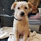 Maltere Puppies - Maltese Rescue and Adoption Near You