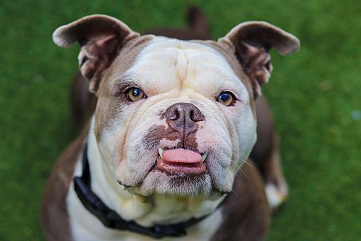 Chichester, NH - English Bulldog/Mixed Breed (Medium). Meet Abbey a Pet ...