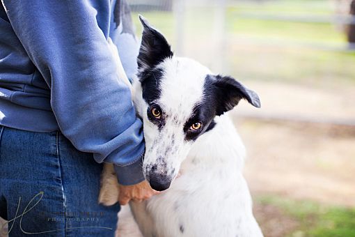 Corning, CA - Border Collie. Meet AIDEN a Pet for Adoption - AdoptaPet.com