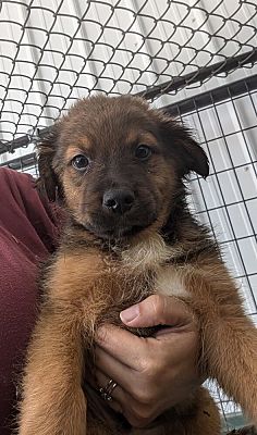 Osgood, IN - Rhodesian Ridgeback/Beagle. Meet Nuts : Cashew a Pet for ...