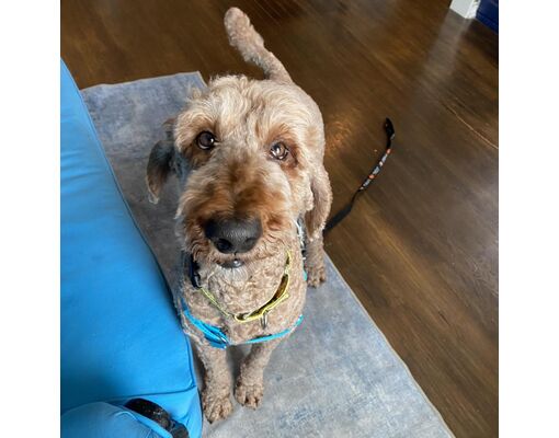 Chicago, IL - Schnoodle. Meet Larry a Pet for Adoption - AdoptaPet.com