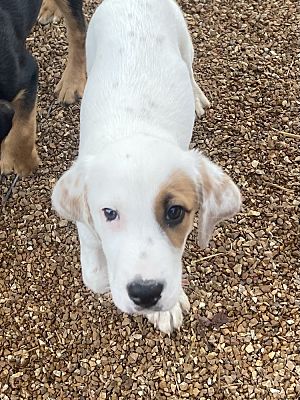 Bolivar, MO - English Setter/Border Collie. Meet Yankee a Pet for ...