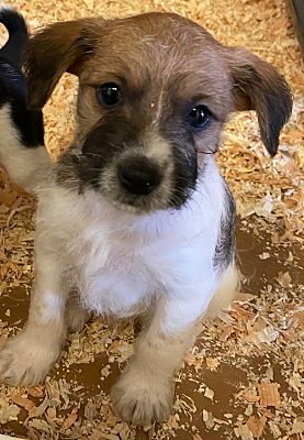 Woodland, CA - Yorkie, Yorkshire Terrier/Rat Terrier. Meet Barney a Pet ...