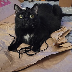 Saint Johns, MI - Domestic Shorthair. Meet Nebula (25-046 C) a Pet for ...