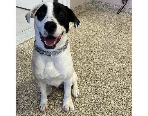 Sedalia, MO - American Pit Bull Terrier/Mixed Breed (Medium). Meet Raze ...