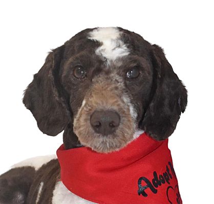 Springfield, OH - Poodle (Standard). Meet Rhodes a Pet for Adoption ...