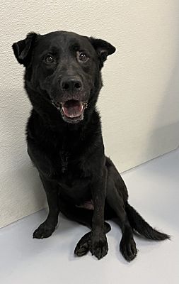 Topeka, KS - Labrador Retriever/German Shepherd Dog. Meet Zena a Pet ...