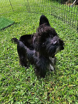 Houston, TX - Yorkie, Yorkshire Terrier. Meet Madison a Pet for ...